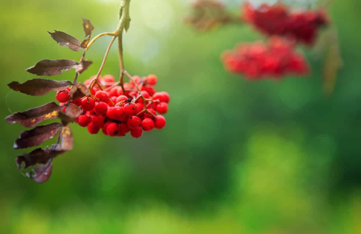 Rowanberries 101: Characteristics, Recipes, Foraging + More! - The ...