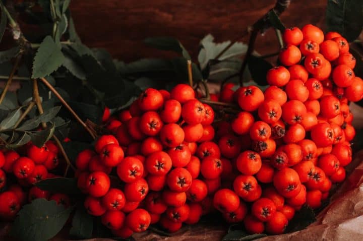 Rowanberries 101: Characteristics, Recipes, Foraging + More! - The ...